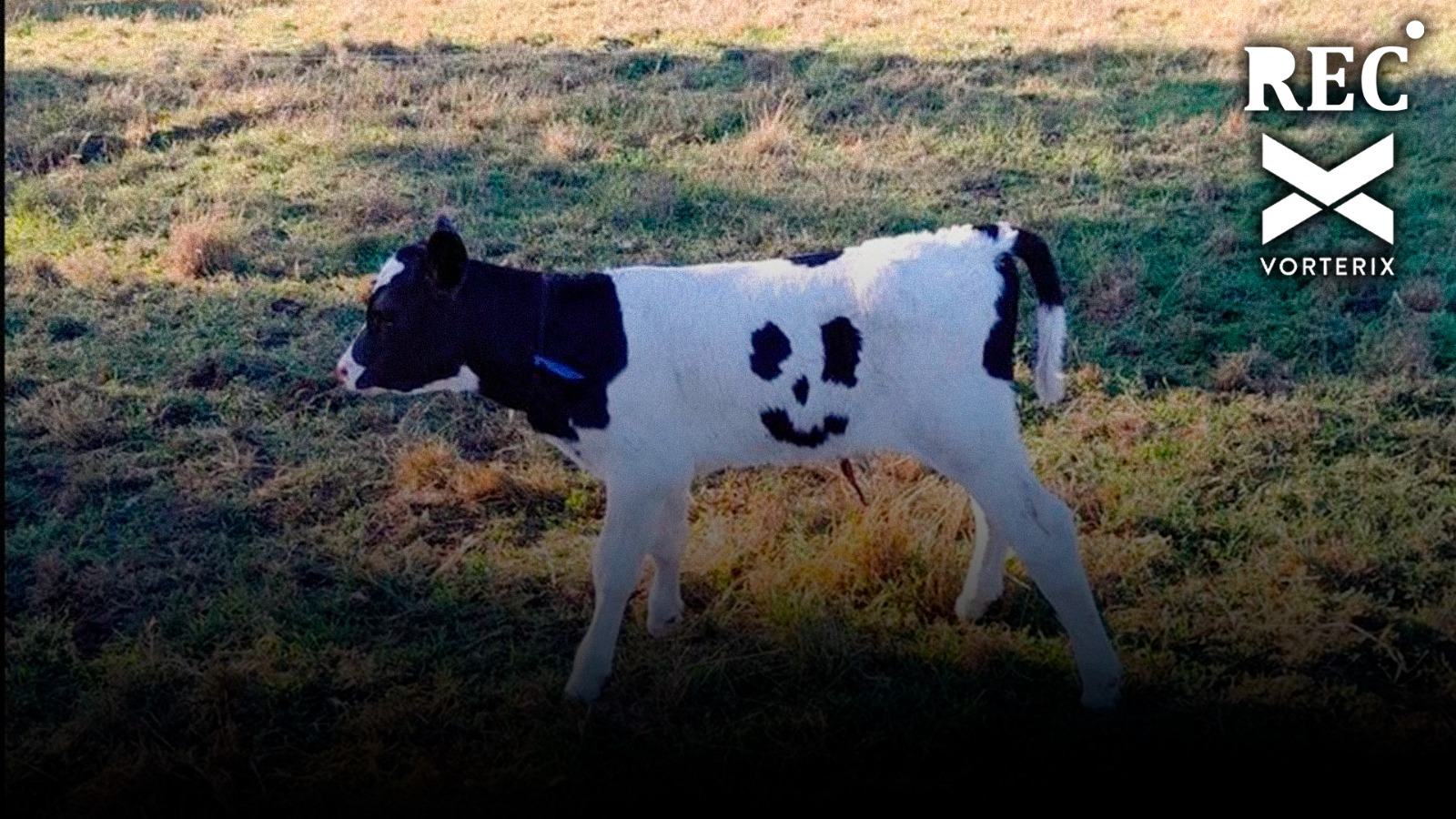 Historia viral: ternero nació con una "carita feliz" y cambió su ...